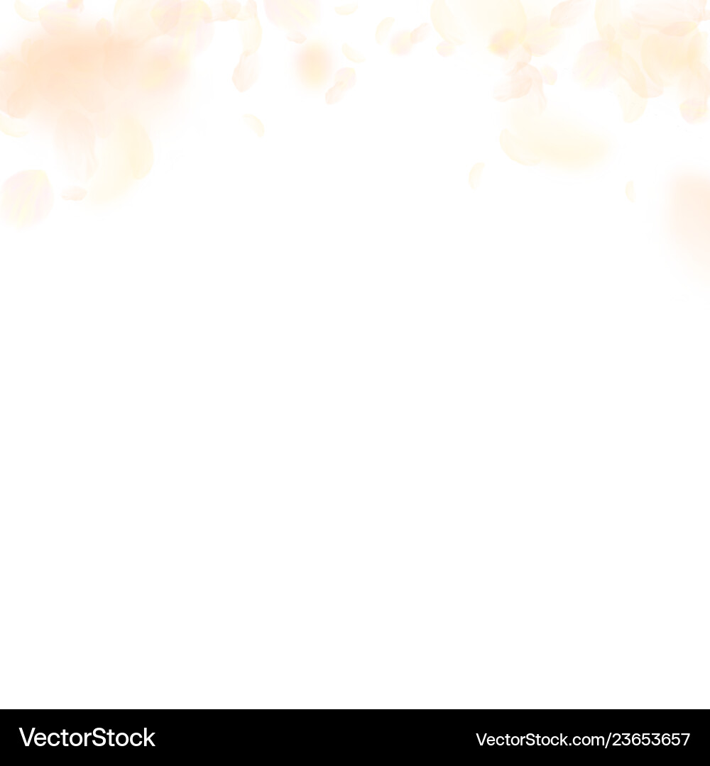 Yellow orange flower petals falling down amazing Vector Image