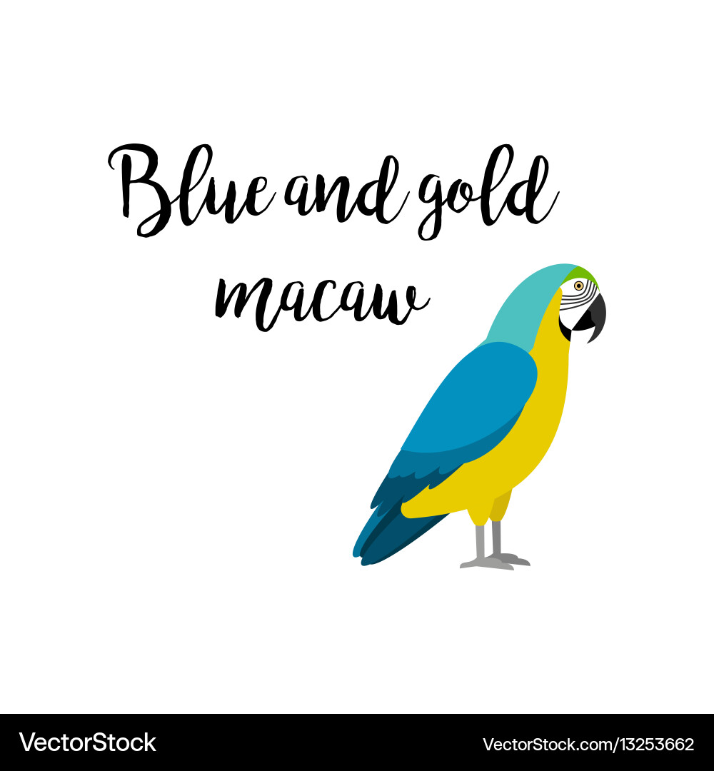 Blue and gold macaw parrot bird Royalty Free Vector Image