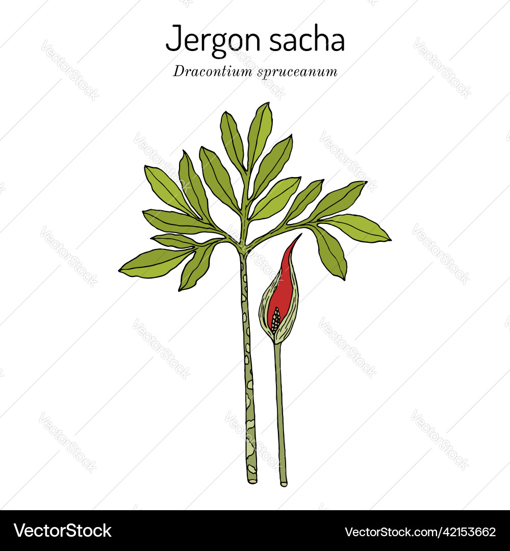 Jergon sacha dracontium spruceanum medicinal Vector Image