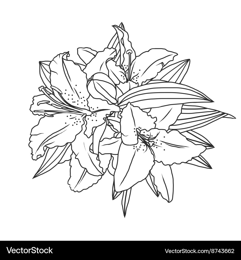 Lily flowers and leaves Royalty Free Vector Image