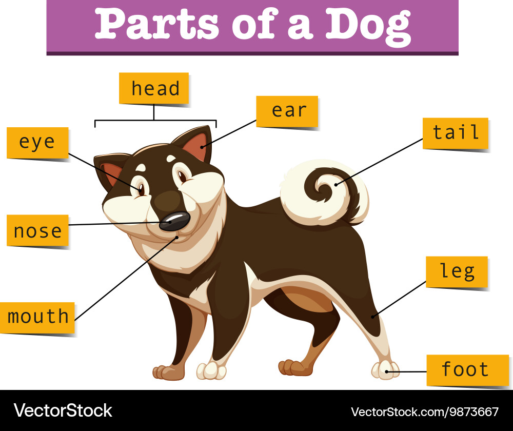 Diagram showing different part dog Royalty Free Vector Image
