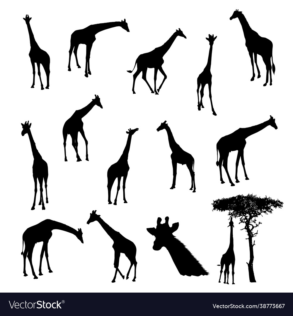Set giraffe silhouette eps10 Royalty Free Vector Image