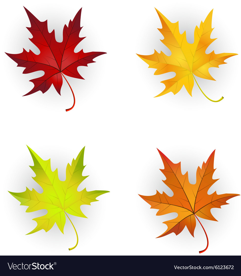 Autumn maple leaves set Royalty Free Vector Image