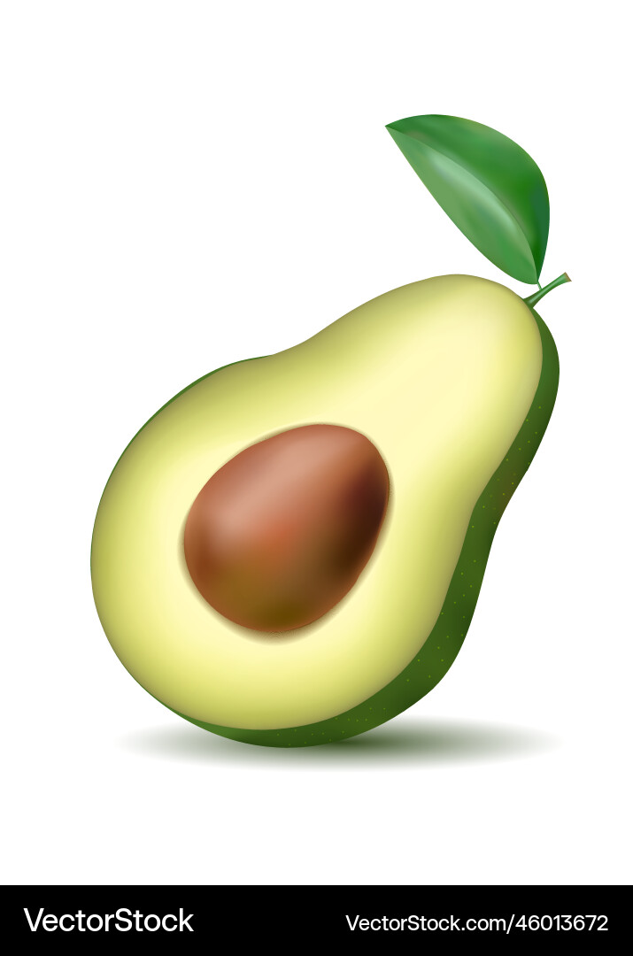Ripe avocado in the cut with a stone and leaf Vector Image