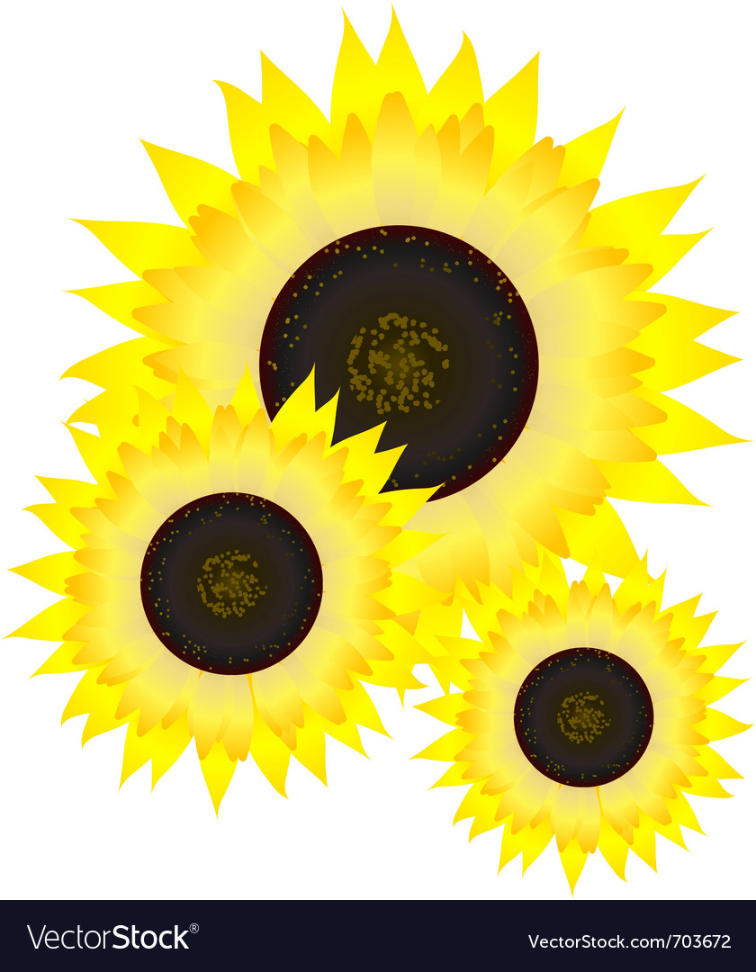 Sunflower Royalty Free Vector Image - VectorStock
