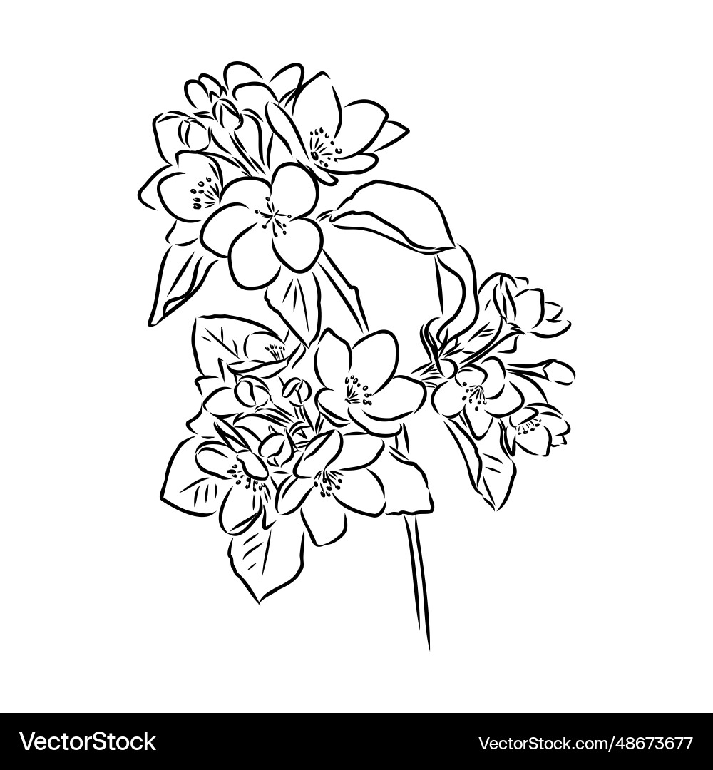 Flowering branch of apple tree hand drawing Vector Image