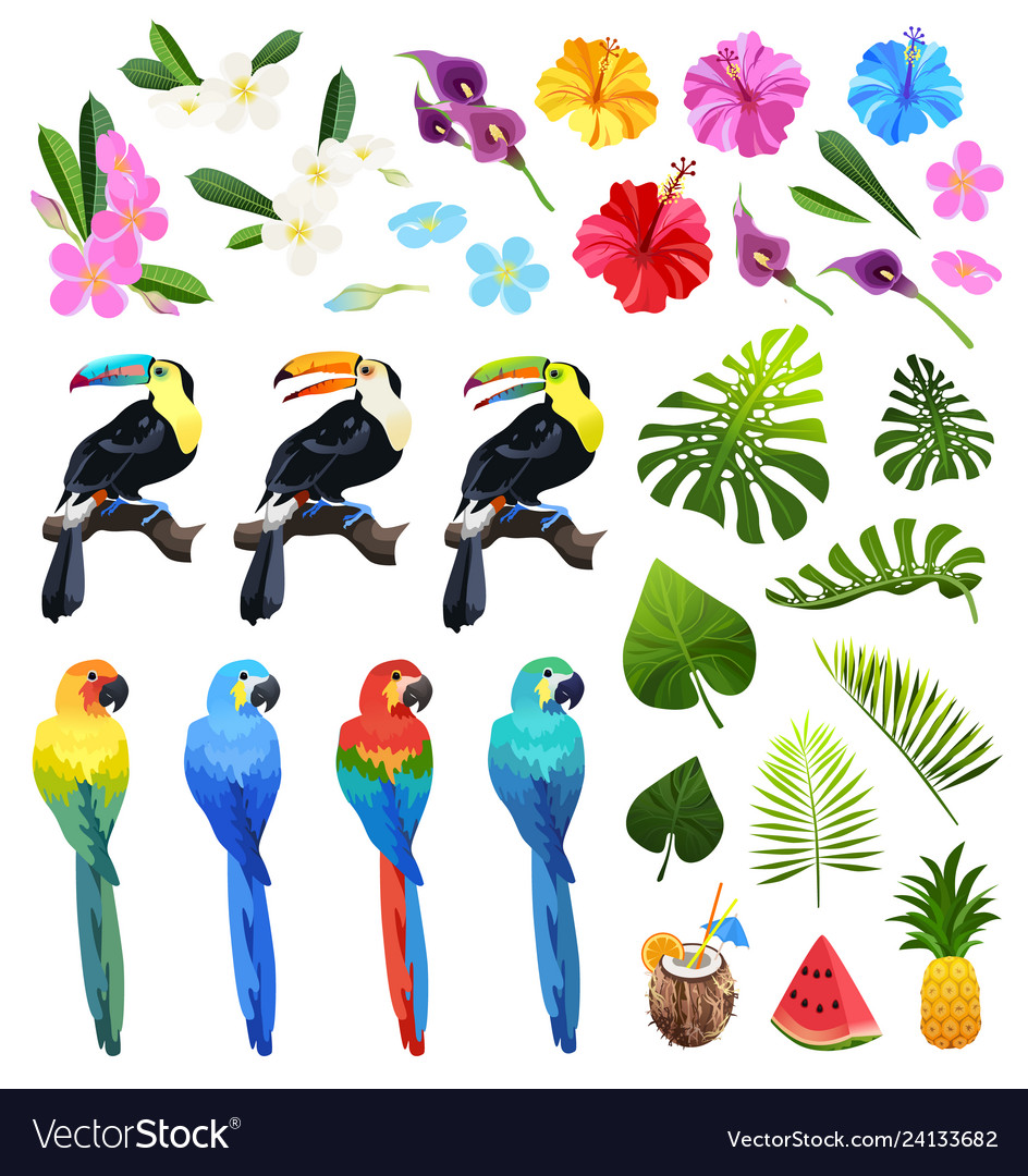 Tropical objects set Royalty Free Vector Image