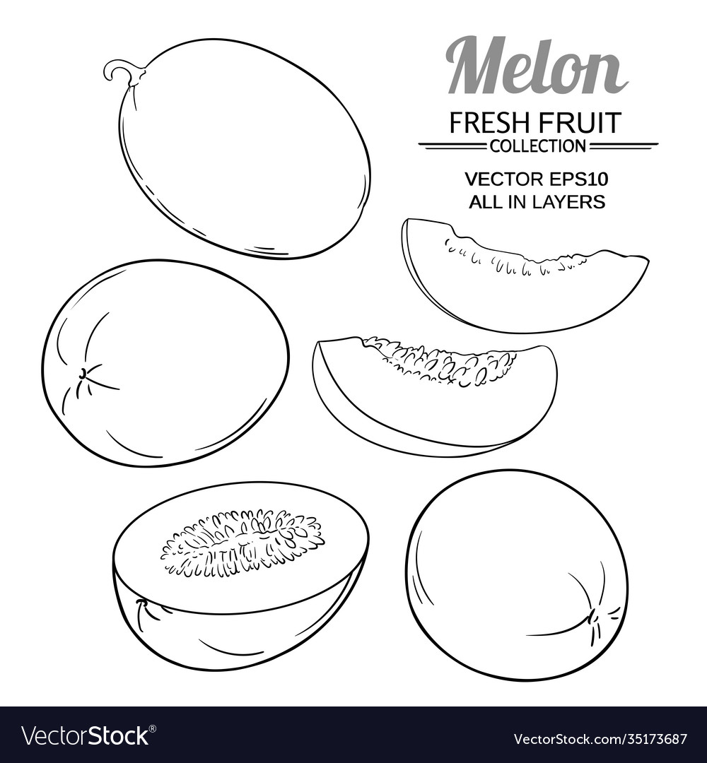 Melon set Royalty Free Vector Image - VectorStock