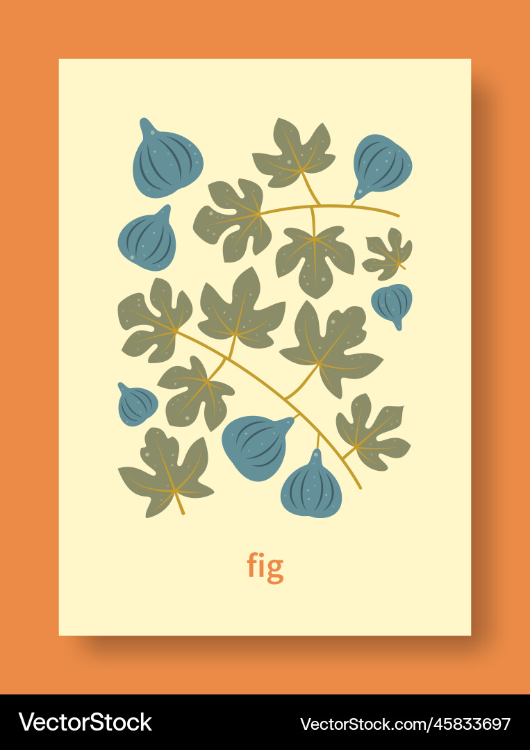 Abstract still life of fig Royalty Free Vector Image