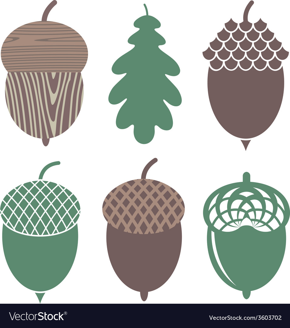 Acorn Royalty Free Vector Image - VectorStock