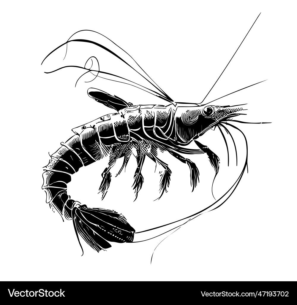 Shrimp hand drawn sketch sea Royalty Free Vector Image
