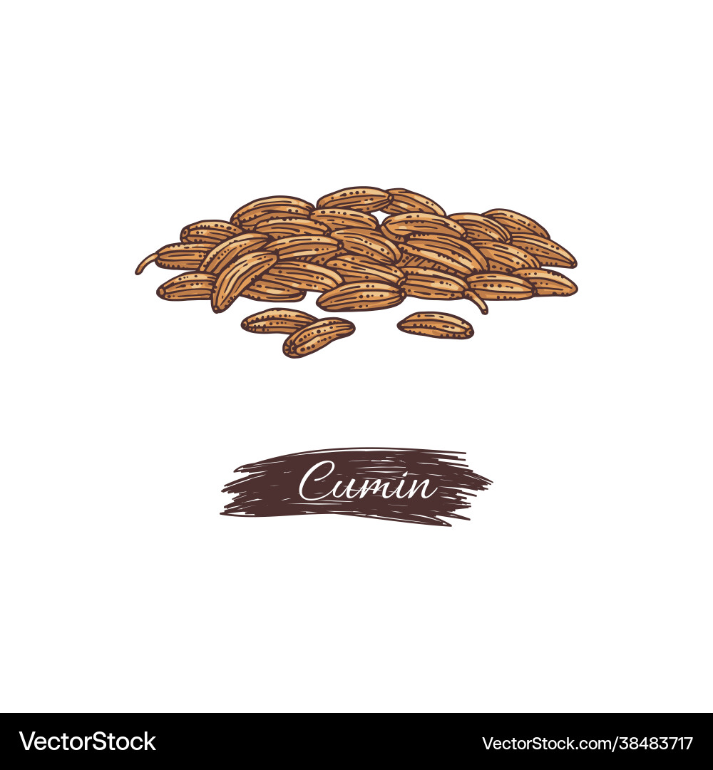 Heap cumin aromatic seeds with tag engraving Vector Image