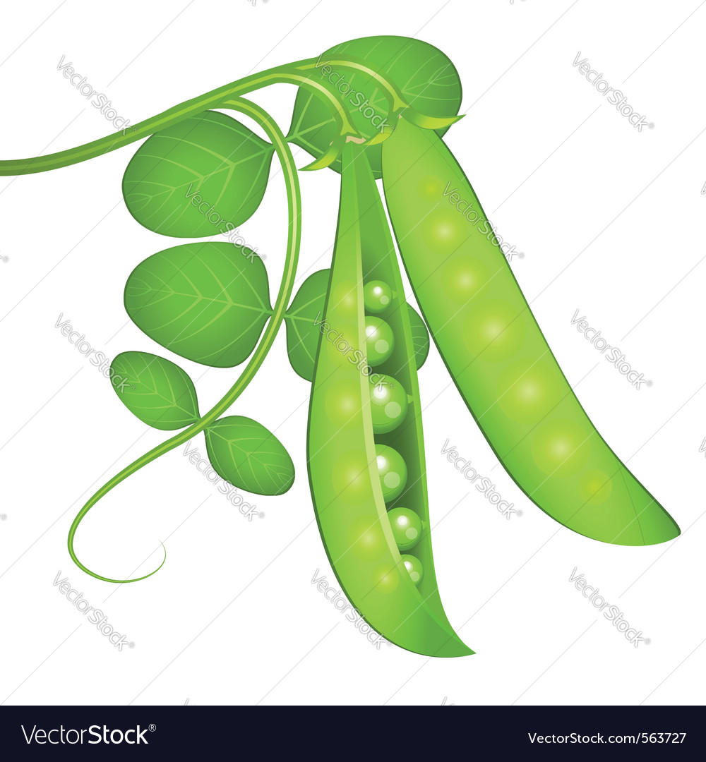 Peas in pod Royalty Free Vector Image - VectorStock