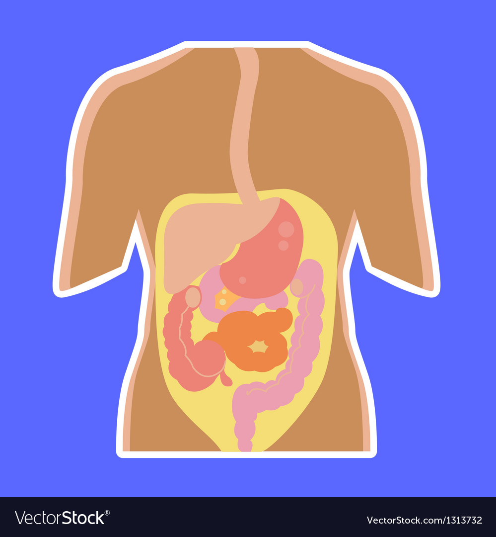 Gut Royalty Free Vector Image - VectorStock