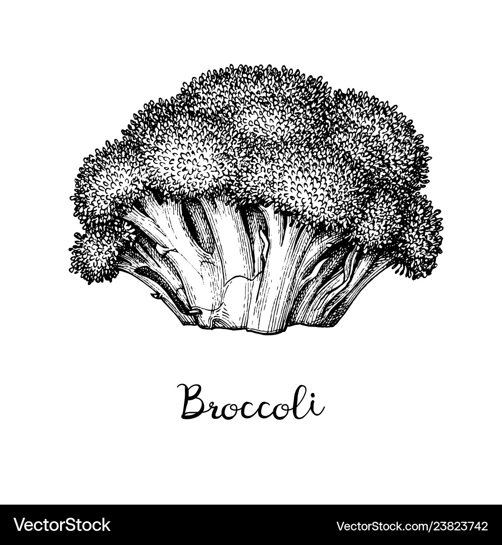 Ink sketch of broccoli Royalty Free Vector Image