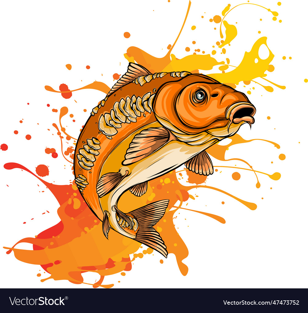 Carp fish common Royalty Free Vector Image - VectorStock Carp fish common Royalty Free Vector Image - VectorStock