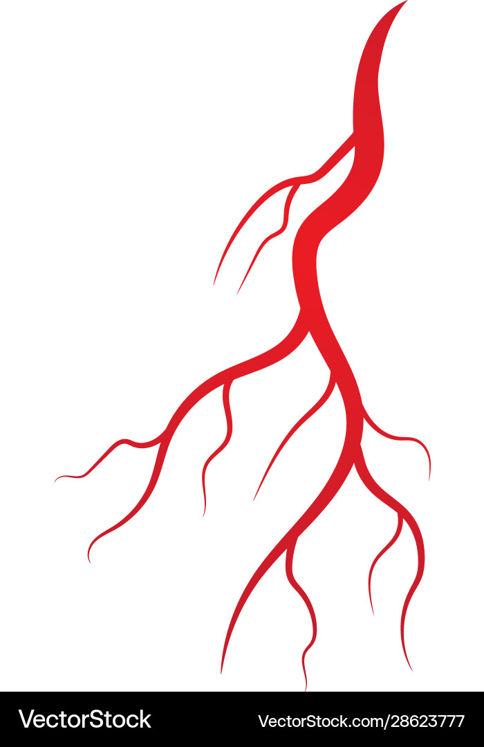 Human veins and arteries Royalty Free Vector Image