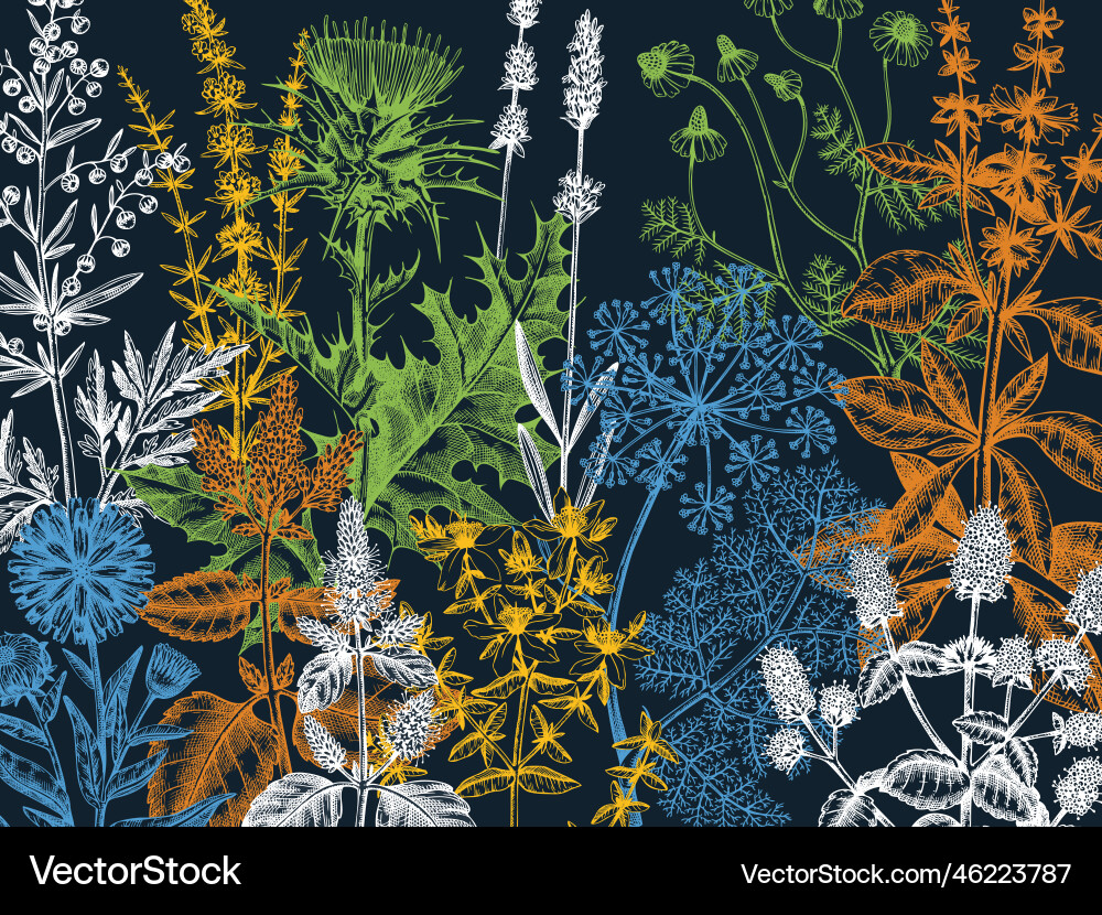 Sketched herbs flowers weeds meadows background Vector Image