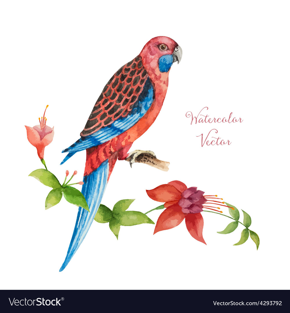 Parrot Royalty Free Vector Image - VectorStock
