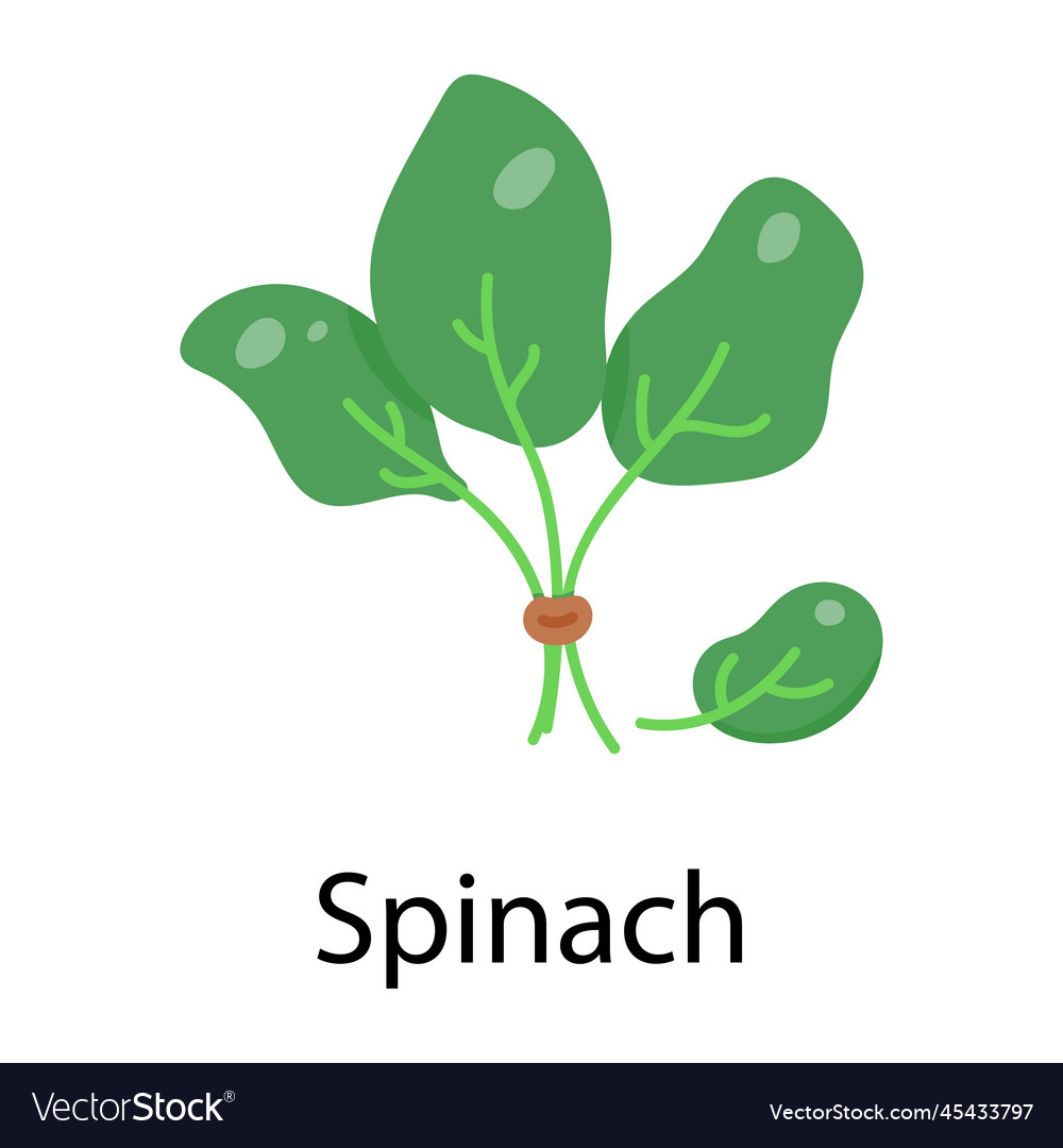 Spinach Royalty Free Vector Image - VectorStock