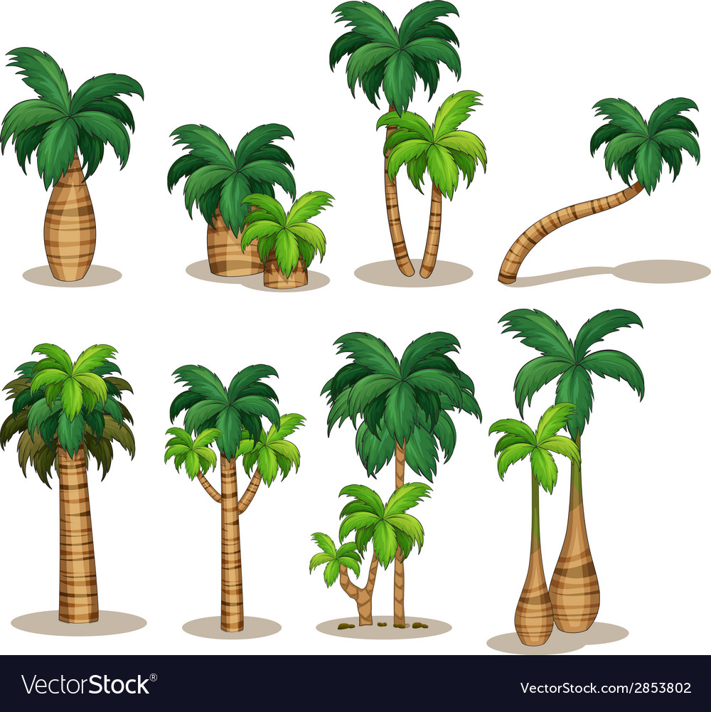 Palm trees Royalty Free Vector Image - VectorStock