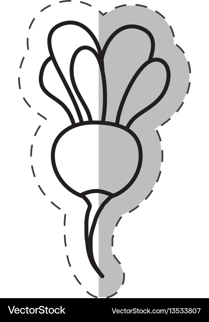 Radish vegetal healthy cut line Royalty Free Vector Image