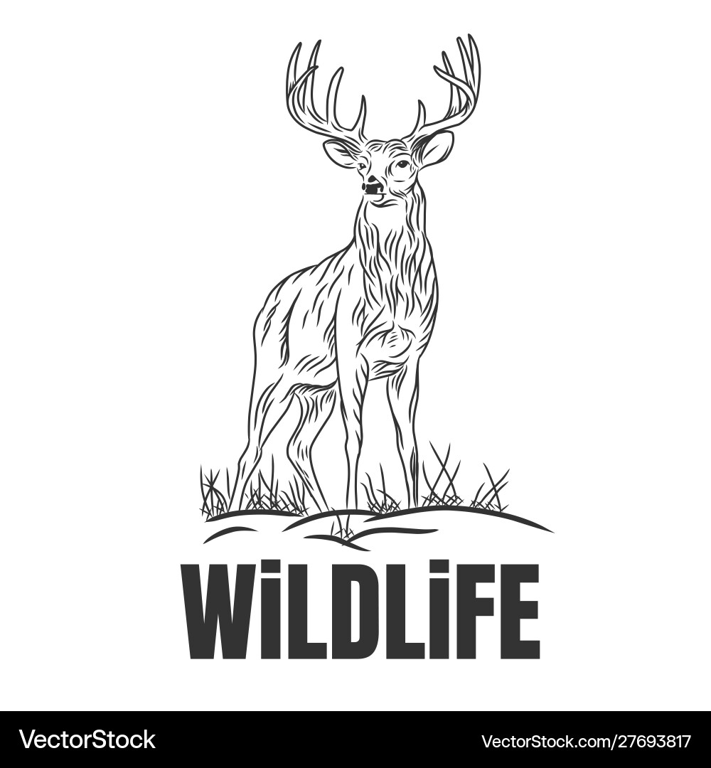Hand drawn deer with wildlife text isolated Vector Image