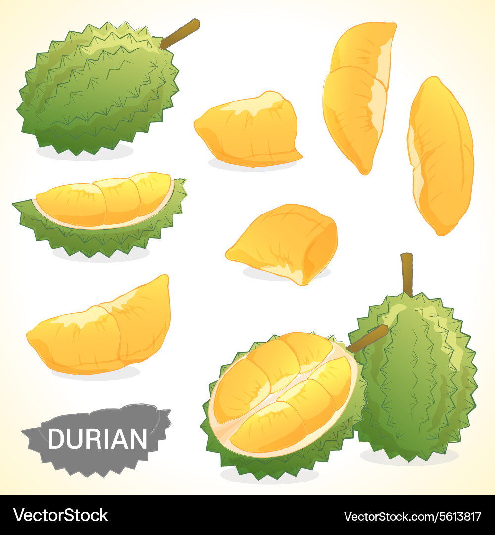 Set of durian in various styles format Royalty Free Vector