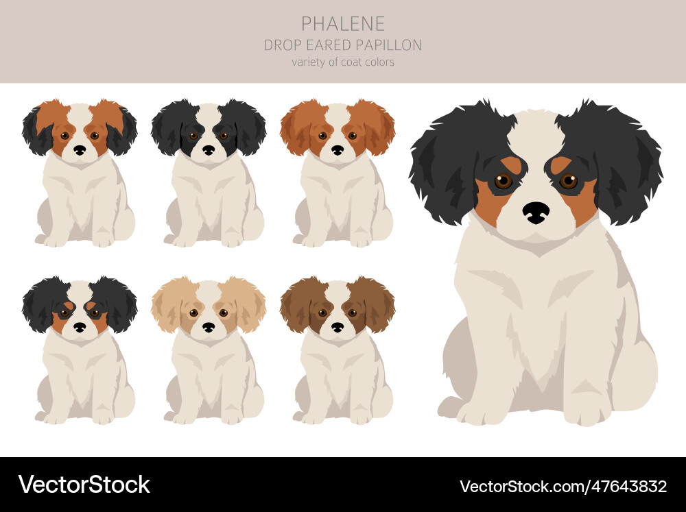 Phalene drop - eared papillon puppies clipart Vector Image