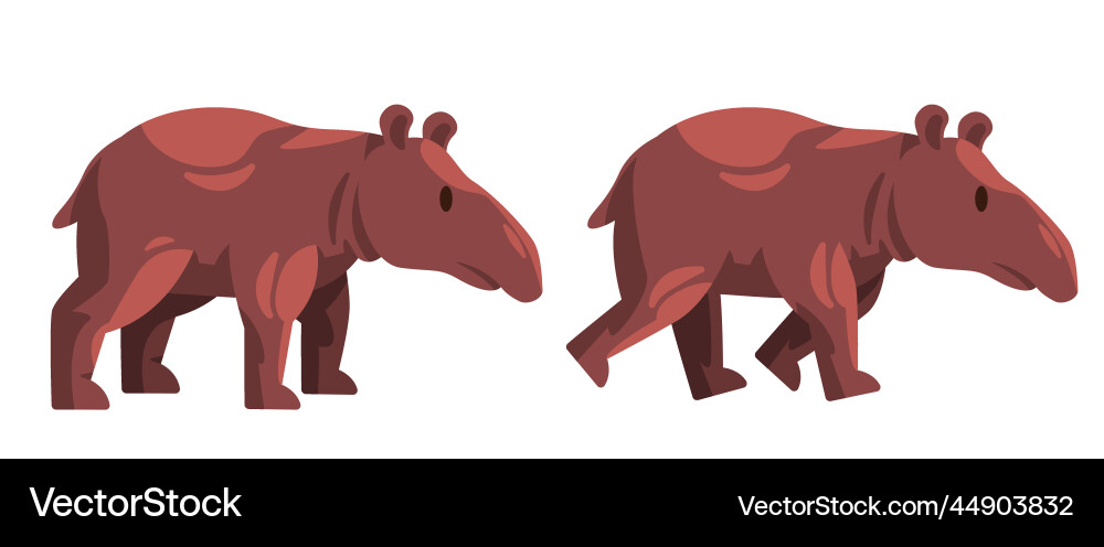 Tapir tapiridae walking standing large herbivorous