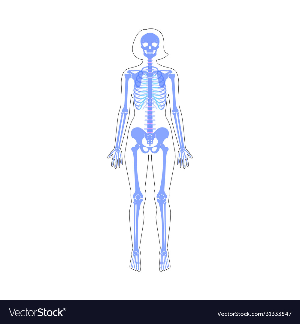 Woman skeleton anatomy Royalty Free Vector Image
