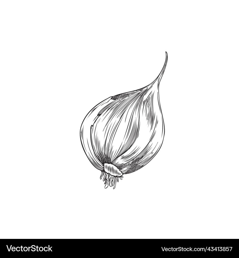 Hand drawn monochrome garlic sketch style Vector Image