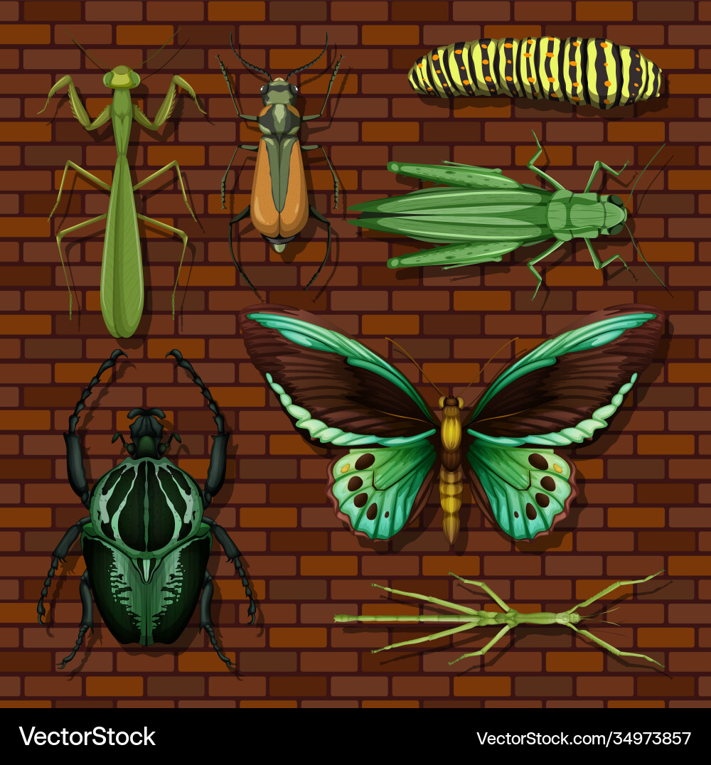 Set different insects on wooden wallpaper Vector Image