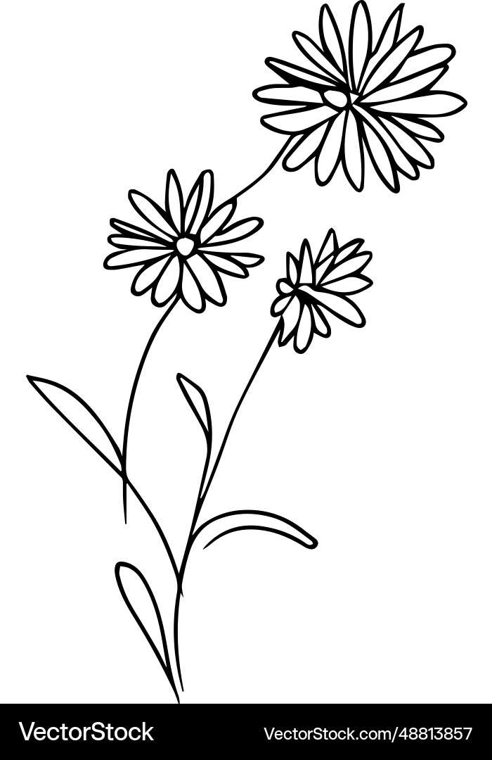 Aster Flower Tattoo Black And White