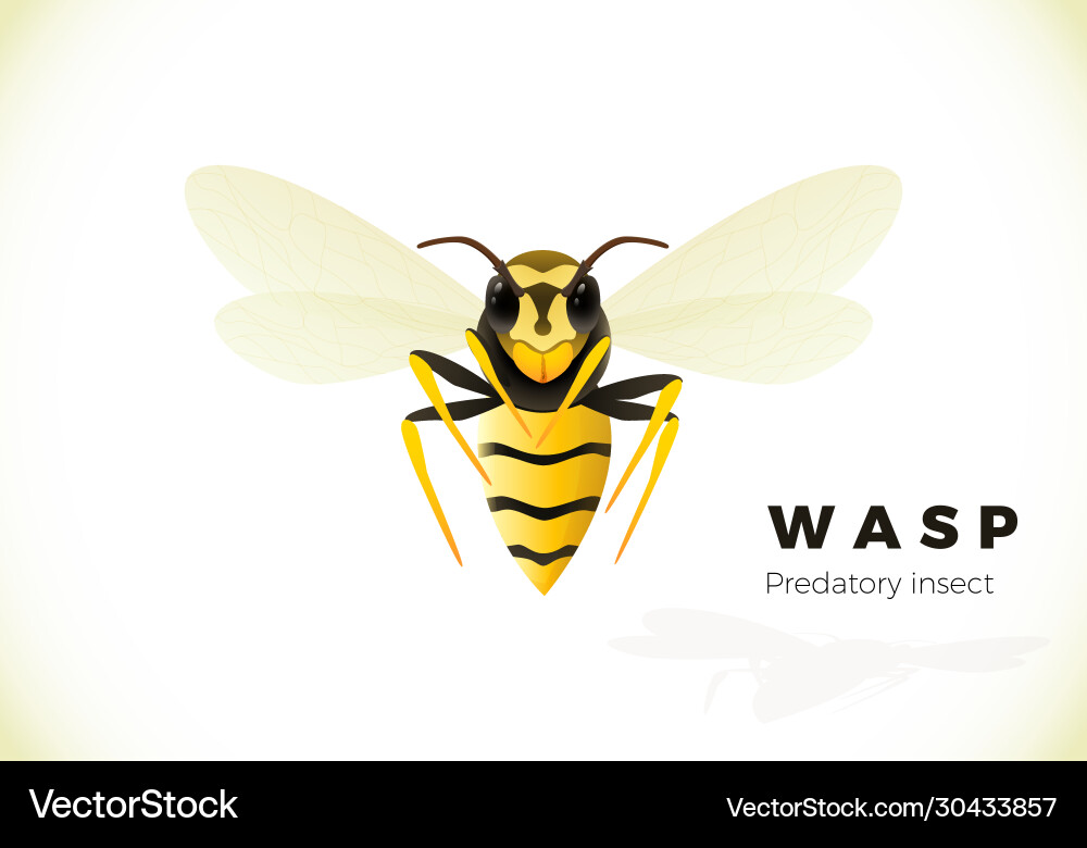 Wasp cartoon isolated on white background Vector Image