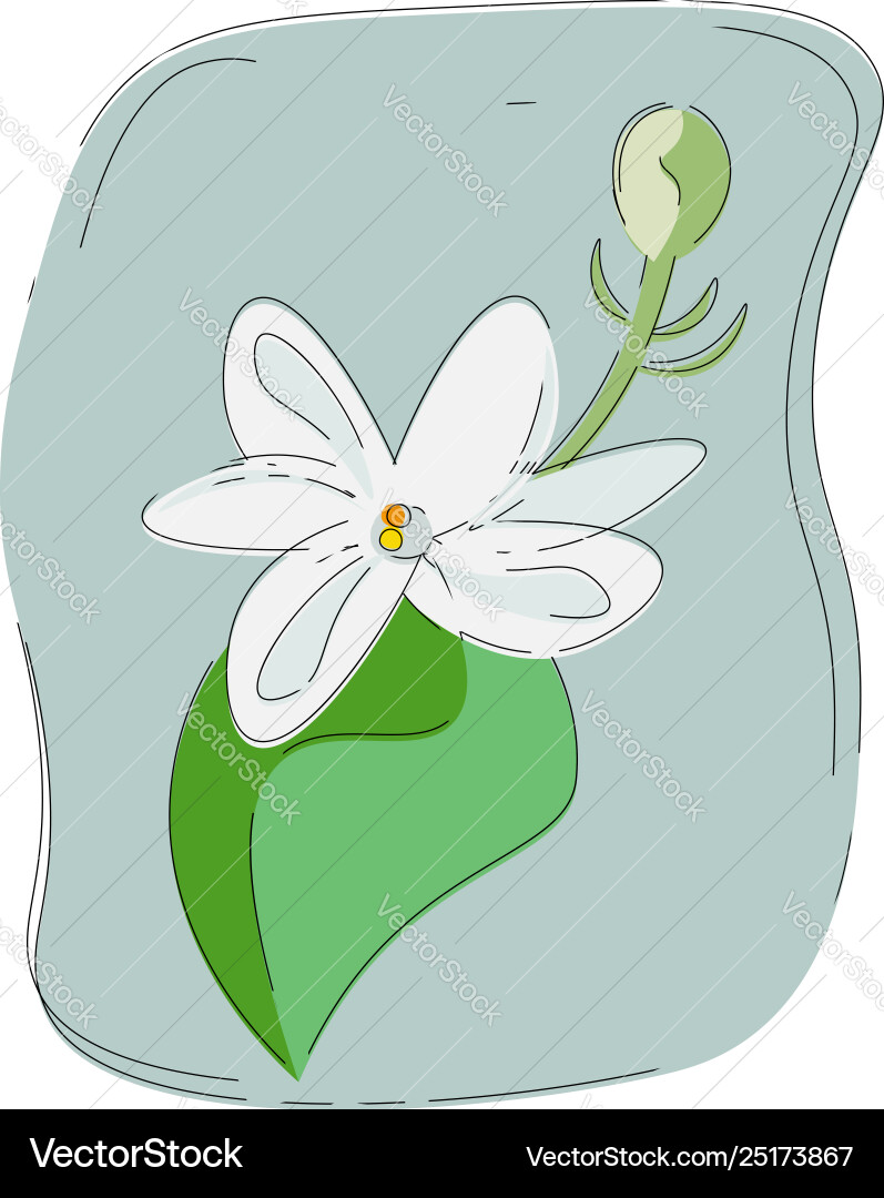 Portrait a fragrant white jasmine flower Vector Image