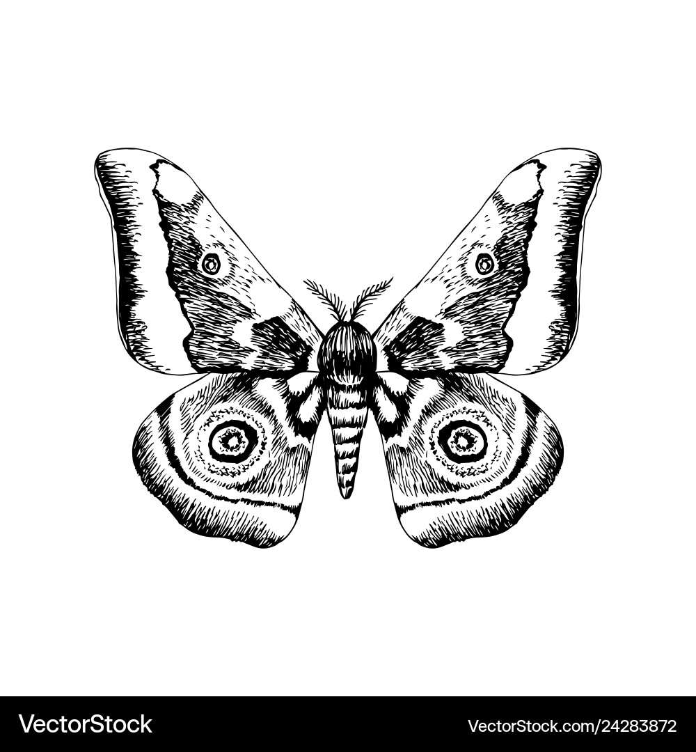 Hand drawn african emperor moth - gonimbrazia Vector Image