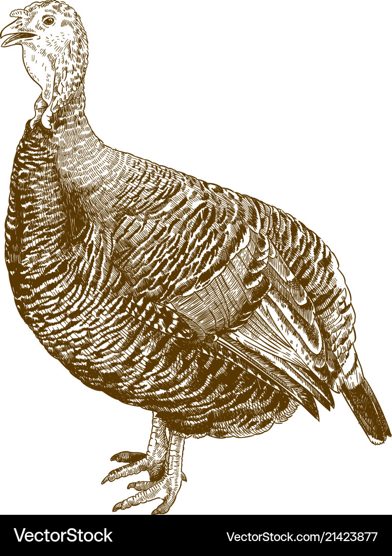 Engraving of turkey bird Royalty Free Vector Image