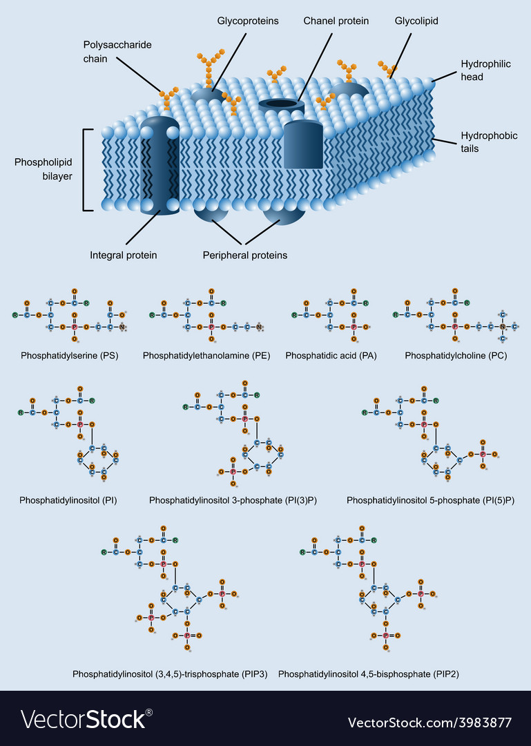 Membrane structure Royalty Free Vector Image - VectorStock