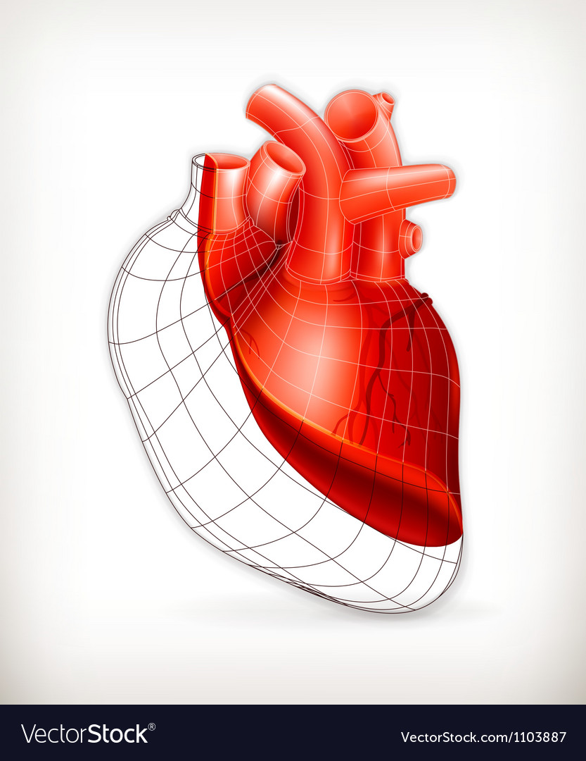 Heart structure Royalty Free Vector Image - VectorStock