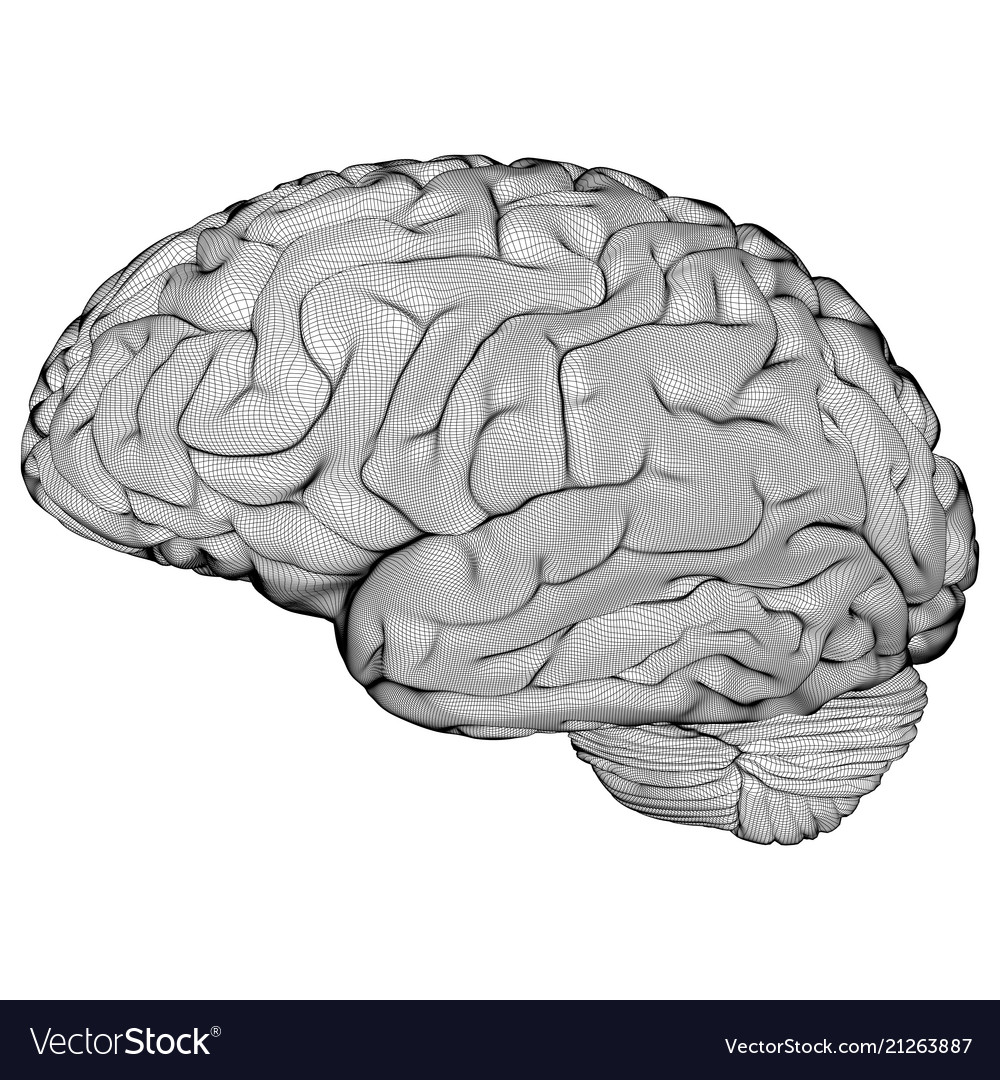 Wireframe brain Royalty Free Vector Image - VectorStock