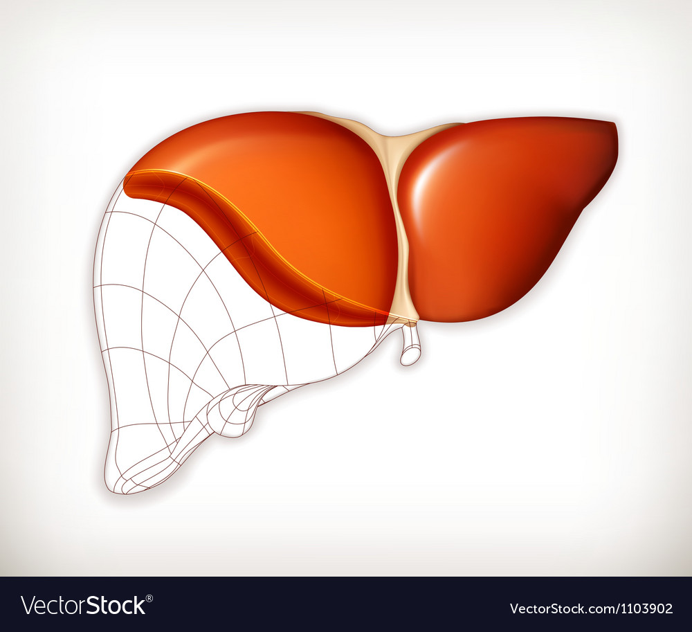 Liver structure Royalty Free Vector Image - VectorStock