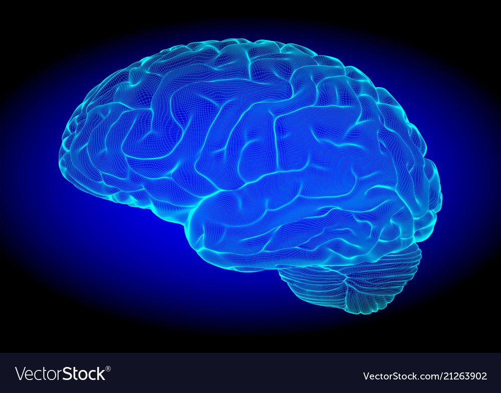 Wireframe brain Royalty Free Vector Image - VectorStock