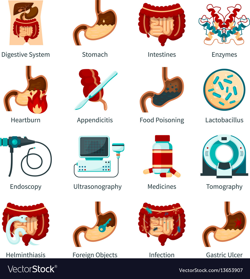 Digestive system flat icon set Royalty Free Vector Image