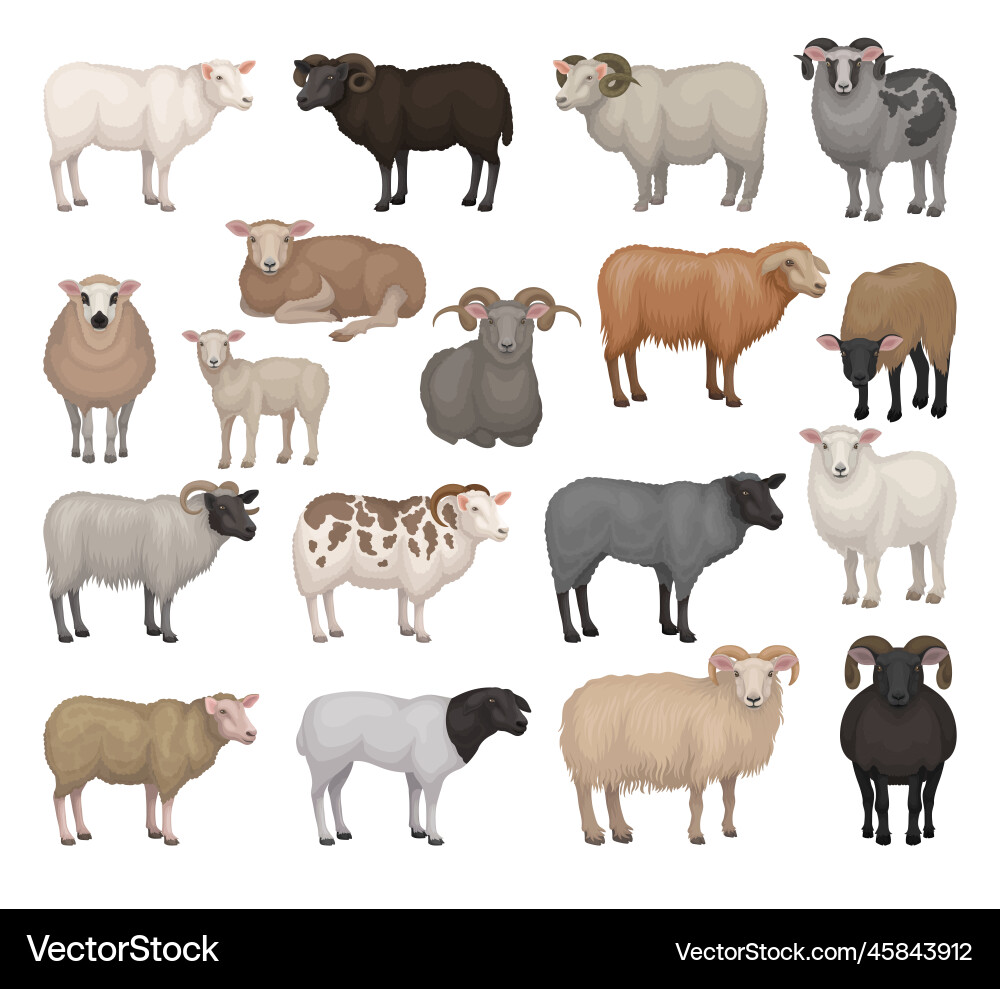 Sheep and rams of different breeds collection Vector Image