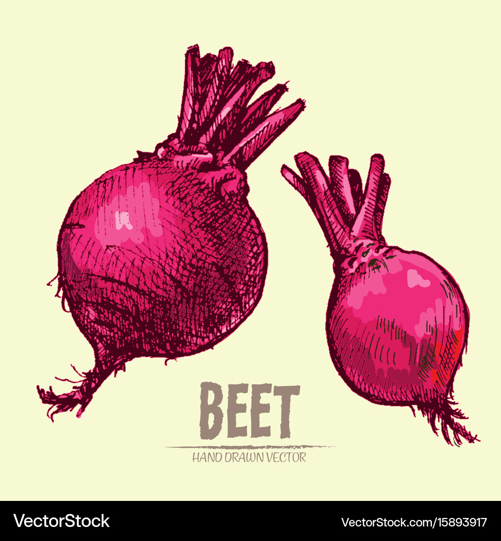 Beet Line Drawing Vector Hand Drawn Beet Outline Doodle Icon. Food