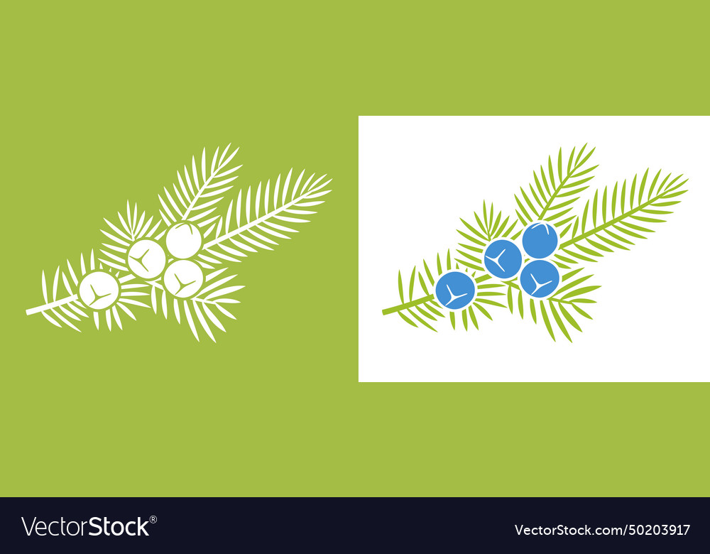 Juniper Royalty Free Vector Image - VectorStock