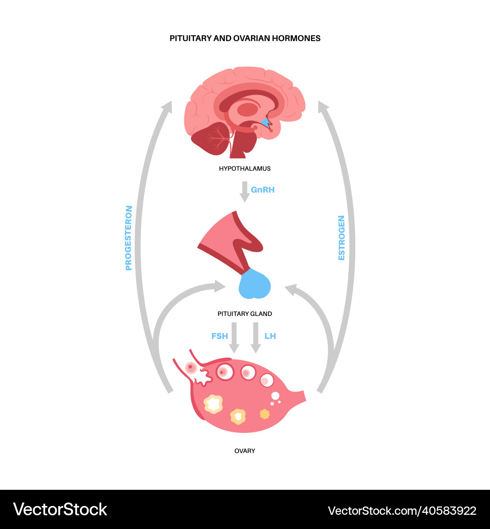 Female Reproductive Hormones The Normal Menstrual Cycle And The