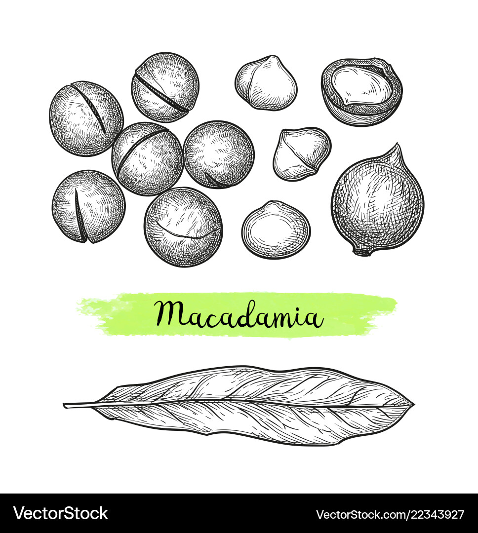 Ink sketch of macadamia Royalty Free Vector Image