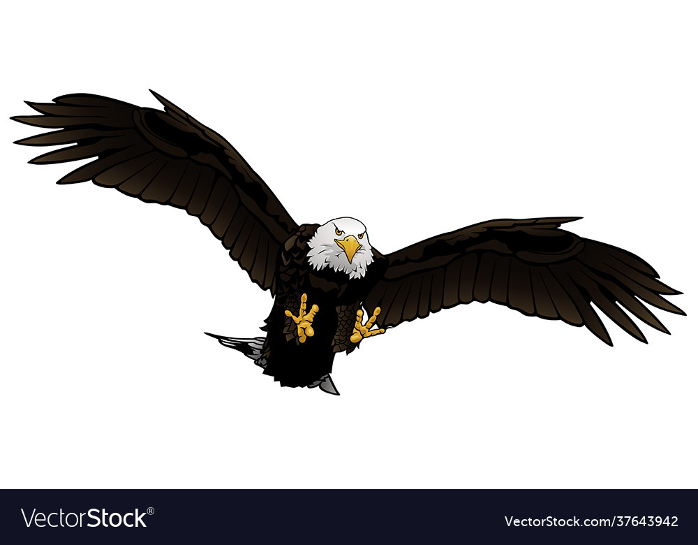 Flying bald eagle Royalty Free Vector Image - VectorStock